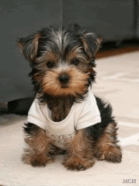 Puppies GIFs - Get the best gif on GIFER