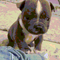 Bulldog GIFs - Get the best gif on GIFER