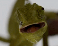 Chameleon GIFs - Get the best gif on GIFER