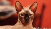 Go the extra mile GIF - Conseguir o melhor gif em GIFER