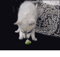 Time capsule GIF - Conseguir o melhor gif em GIFER