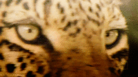 Leopard GIFs - Get the best gif on GIFER
