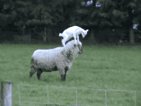 Lamb GIFs - Get the best gif on GIFER