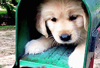 Mailboxes GIFs - Get the best gif on GIFER