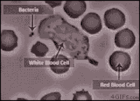 Bacteria GIFs - Get the best gif on GIFER