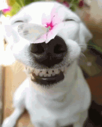 Dawg GIFs - Get the best gif on GIFER