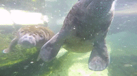 Manatee GIFs - Get the best gif on GIFER