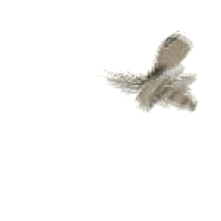 Mites GIFs - Get the best gif on GIFER