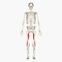 Bicep GIFs - Obtenez le meilleur gif sur GIFER