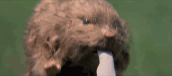 Gopherchucks GIFs - Get the best gif on GIFER