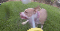 Sprinkler GIFs - Get the best gif on GIFER