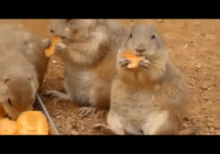 Banquet GIFs - Get the best gif on GIFER