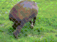 Tapir GIFs - Get the best gif on GIFER