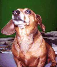 Maximo GIFs - Get the best gif on GIFER