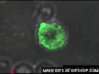 Hiv GIFs - Get the best gif on GIFER