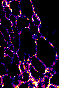 Microscopy GIFs - Get the best gif on GIFER