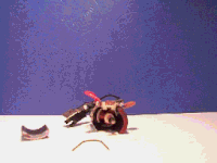 Hybrids GIFs - Get the best gif on GIFER