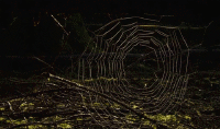 Spiderweb GIFs - Get the best gif on GIFER