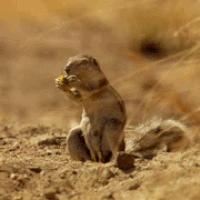 Squirrel GIFs - Get the best gif on GIFER