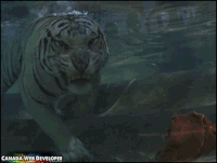 Underwater GIFs - Get the best gif on GIFER