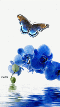 Butterfly GIFs - Get the best gif on GIFER