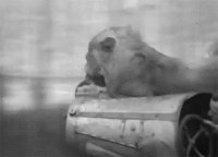 Wall of death GIFs - Get the best gif on GIFER