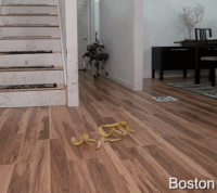 Peel GIFs - Get the best gif on GIFER
