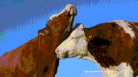 Cows GIFs - Get the best gif on GIFER