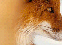 Fox hunting GIFs - Get the best gif on GIFER