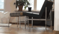 Dominance GIFs - Get the best gif on GIFER