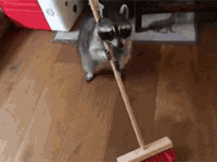 Mapache GIFs - Get the best gif on GIFER