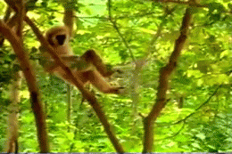Gibbon GIFs - Get the best gif on GIFER