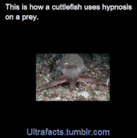 Seiche GIFs - Get the best gif on GIFER