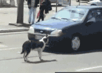 Driver license GIF - Conseguir o melhor gif em GIFER