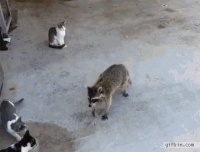 Thief GIFs - Get the best gif on GIFER