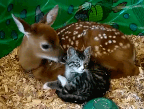 Fawn GIFs - Get the best gif on GIFER