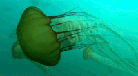Medusa GIFs - Get the best gif on GIFER
