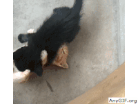 Bachata GIFs - Get the best gif on GIFER