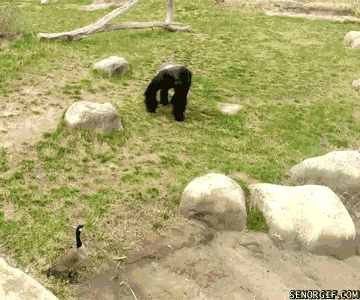 Beware GIFs - Get the best gif on GIFER