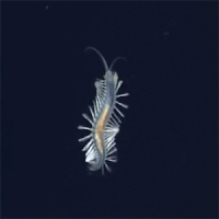 Sealife GIFs - Get the best gif on GIFER