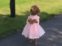 Dress GIFs - Get the best gif on GIFER