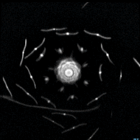 Dandelion GIFs - Get the best gif on GIFER