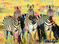 Zebra GIFs - Get the best gif on GIFER
