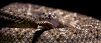 Rattlesnake GIFs - Get the best gif on GIFER