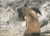 Sasquatches GIFs - Get the best gif on GIFER