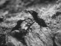 Insect GIFs - Get the best gif on GIFER
