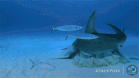 Hammerhead GIFs - Get the best gif on GIFER