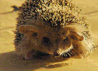 Startles GIFs - Get the best gif on GIFER