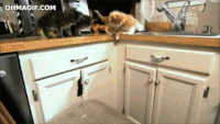 Cupboard GIFs - Get the best gif on GIFER