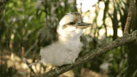 Fluffy GIFs - Get the best gif on GIFER